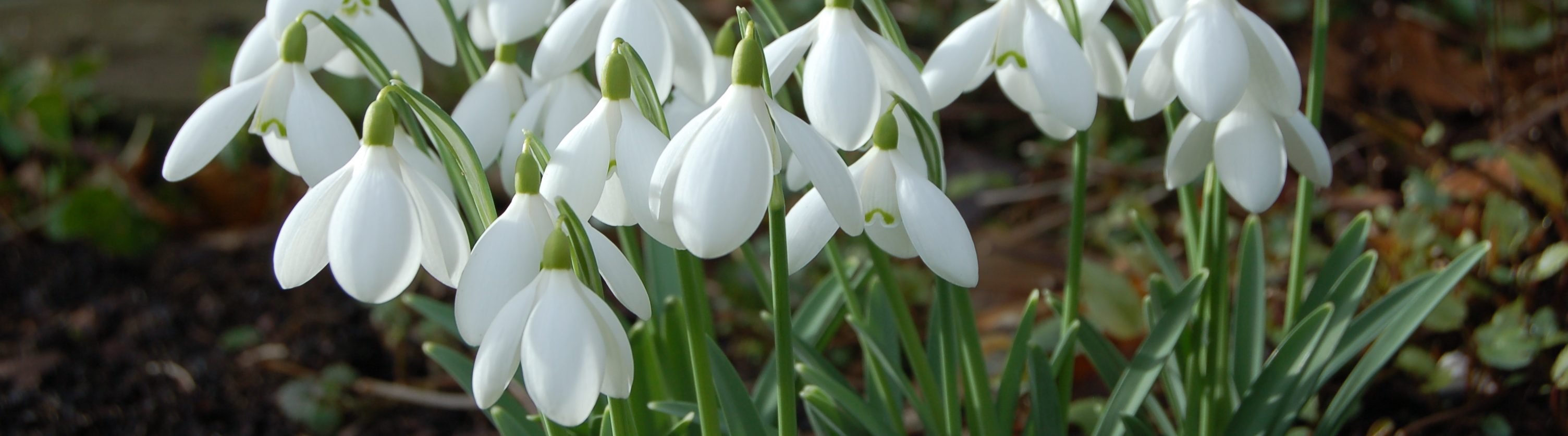 Cults, Bieldside & Milltimber Community Council – Working together to ...