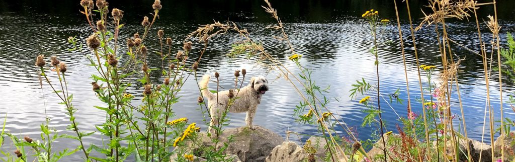 Welcome to the Cults, Bieldside & Milltimber Community – Working ...